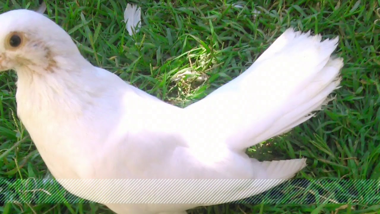 Balli Elbasani Tani - YouTube