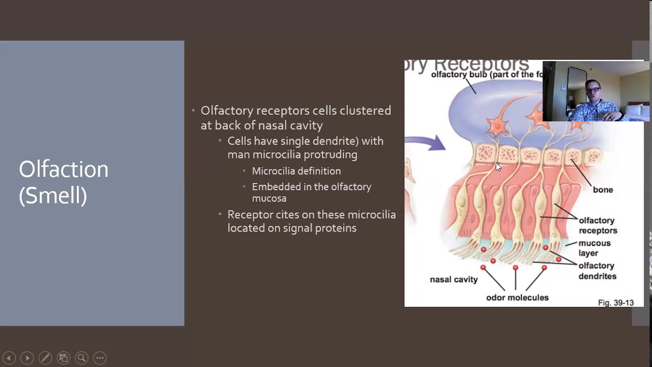 The Chemical Senses Part 1 Olfactory System - YouTube