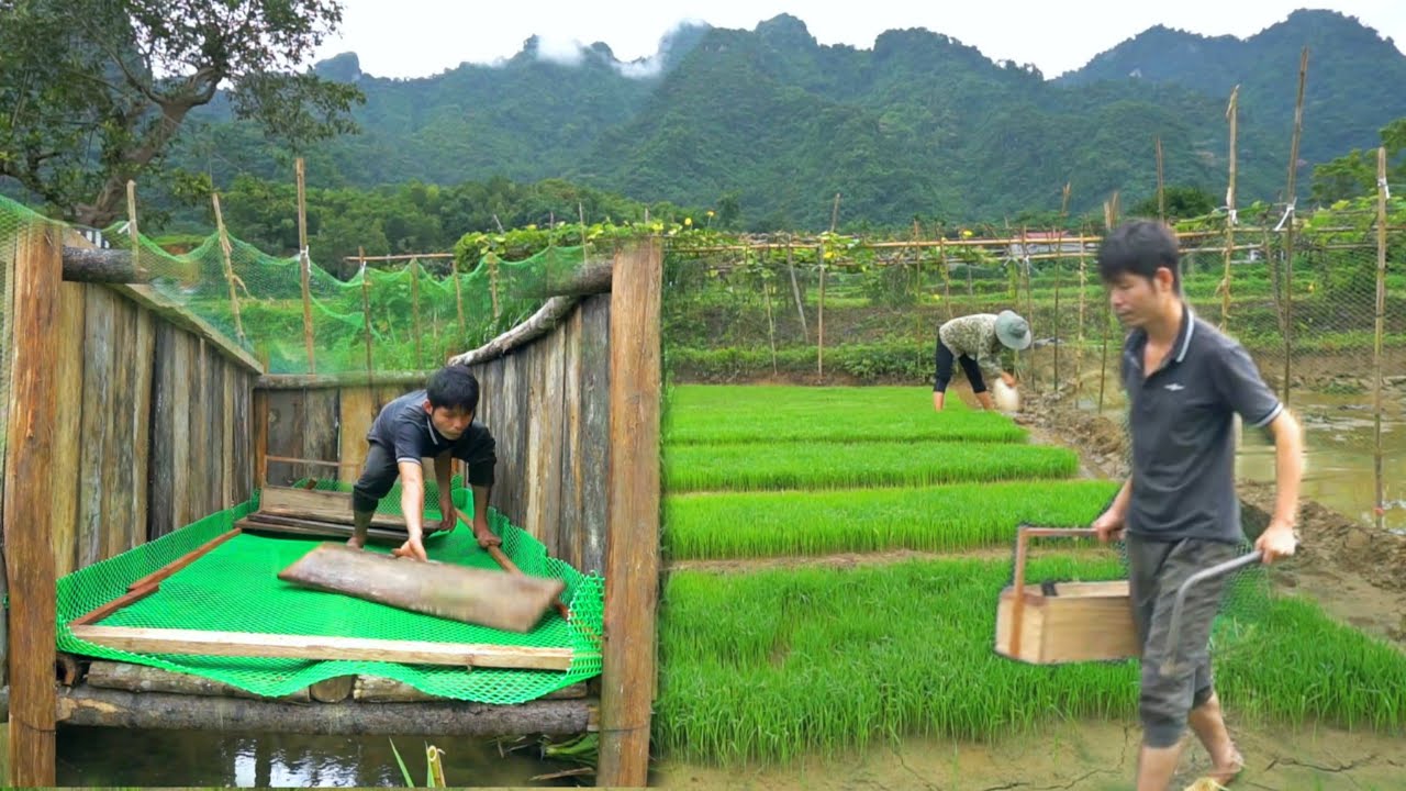 Complete the goose cage. Taking care of newly sown rice fields ...