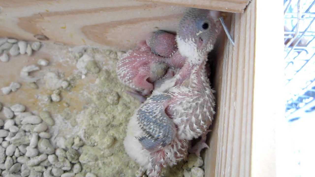 Periquitos bebés, 13, 11 y 9 días. - YouTube