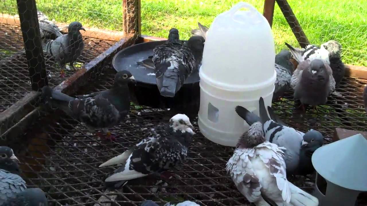 Racing Pigeons; Bath during moult, Lavender Hill Lofts, Washington DC ...