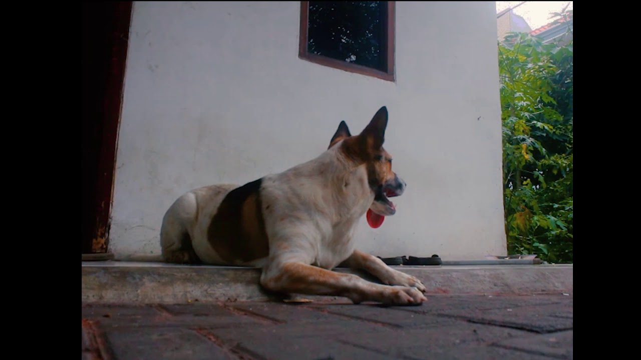 anjing unik, suara singa valll !!! - YouTube