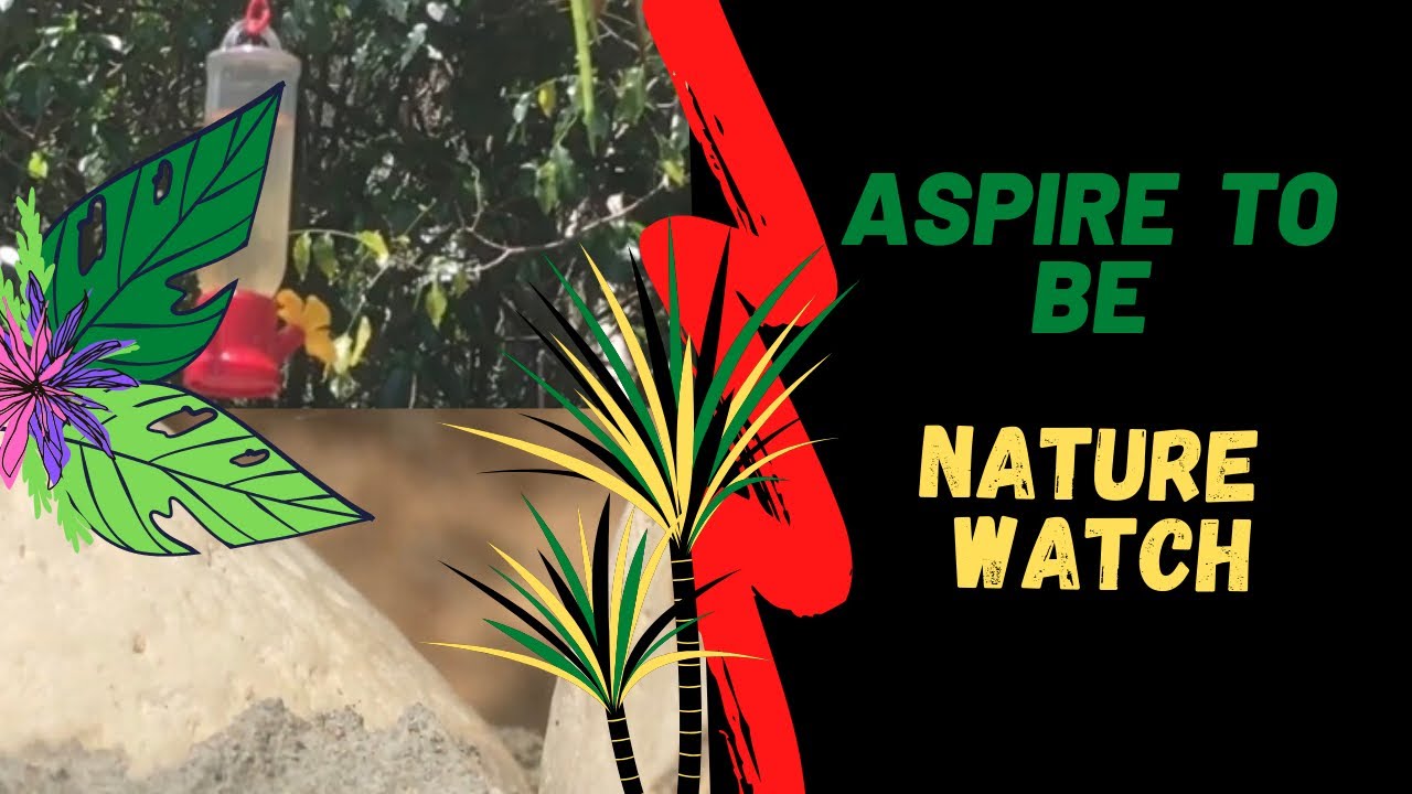 Nature Watch🌳🐝🦋| Tropical animals and plants - YouTube