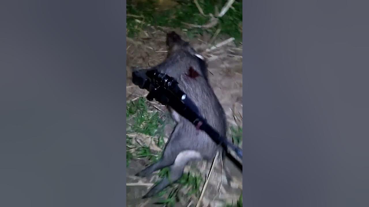 Berburu babi hutan perusak tanaman tebu - YouTube