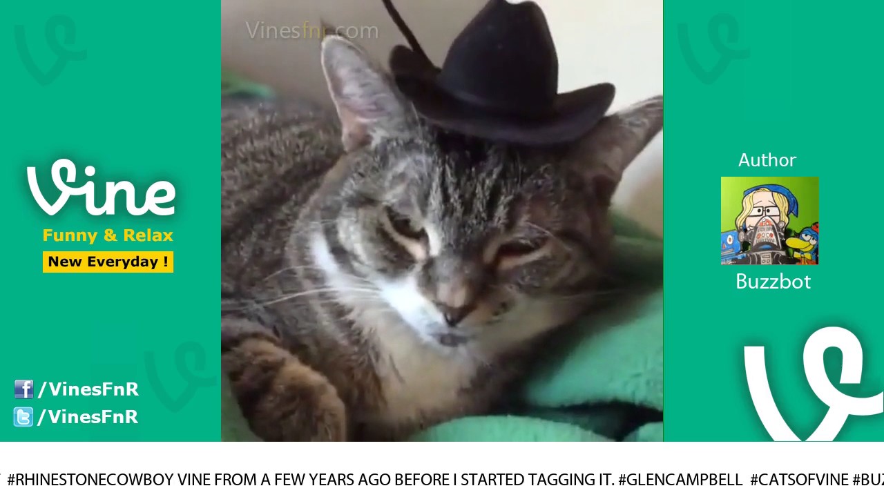 Cat of vine funny compilation - cute cat funny on vines compilation ...