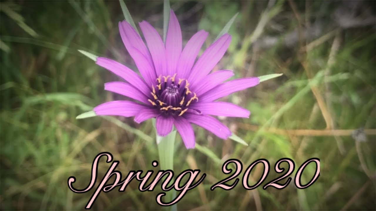 Spring walk down the road with kids/local flora and birds singing - YouTube