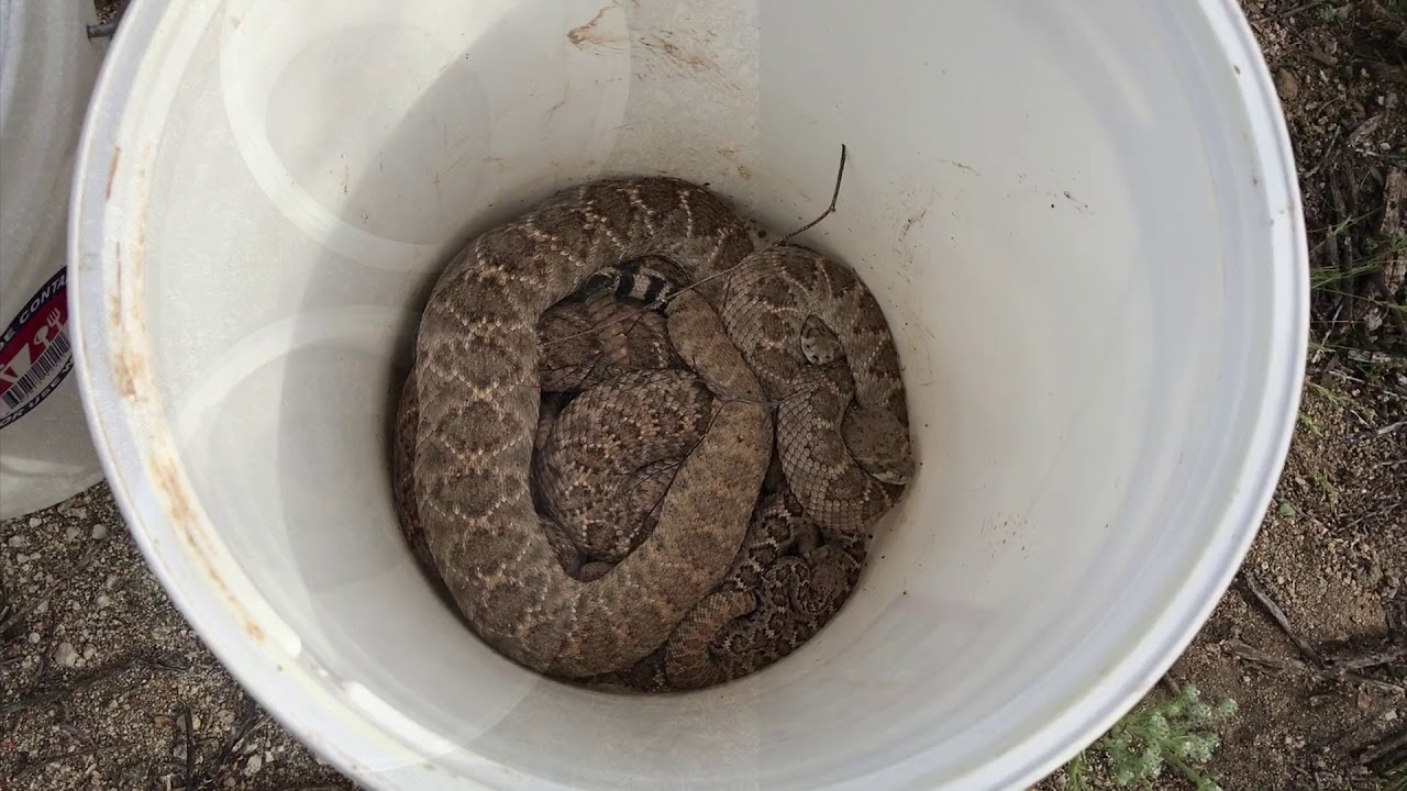 14 Western Diamondback Rattlesnakes found at Tucson Home - YouTube