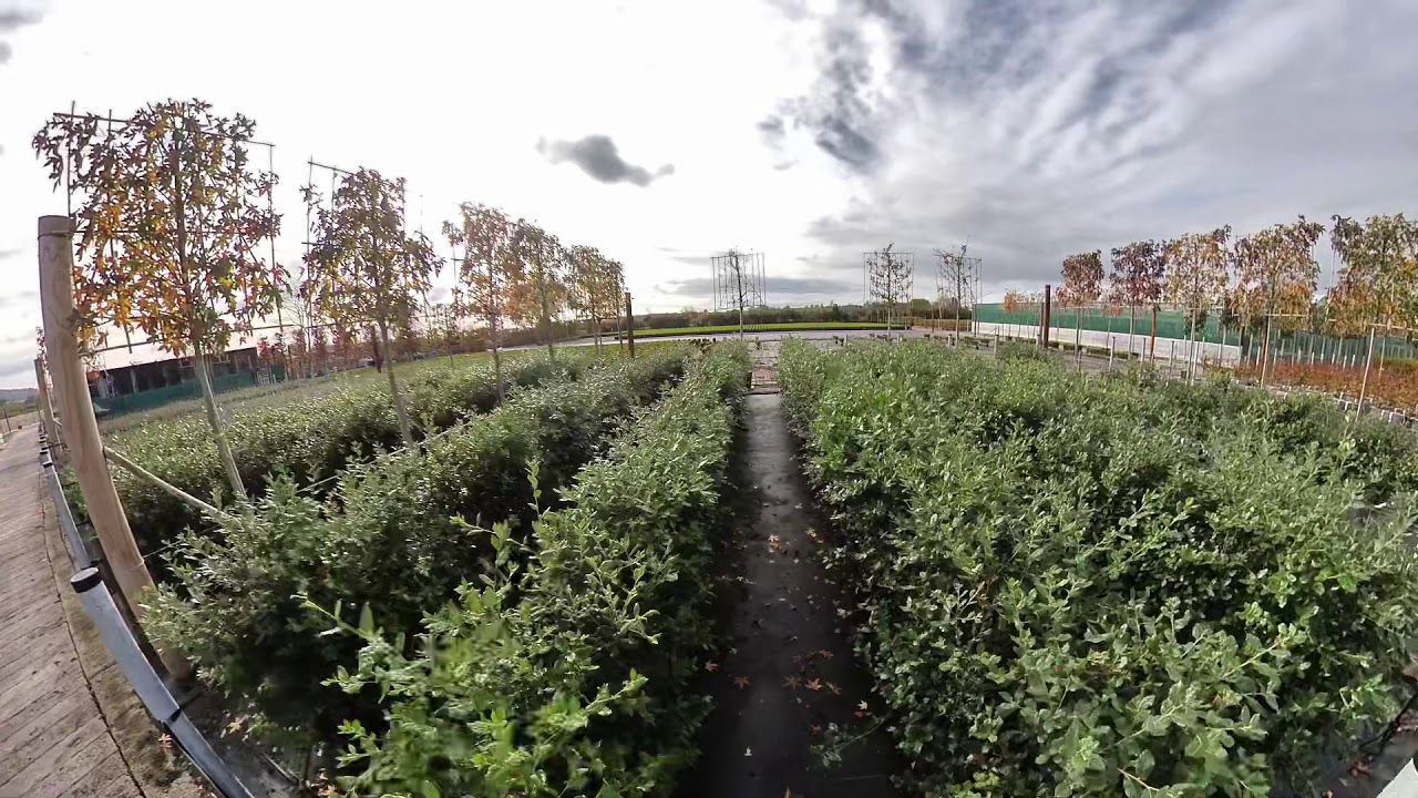 Holm Oak ReadyHedge Readybags - 90-110cm tall hedging - YouTube