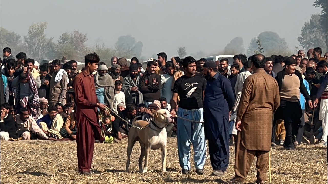 Top Bloodline In The Pakistan Bully Kutta 2025 by @Fmnewstvhd - YouTube