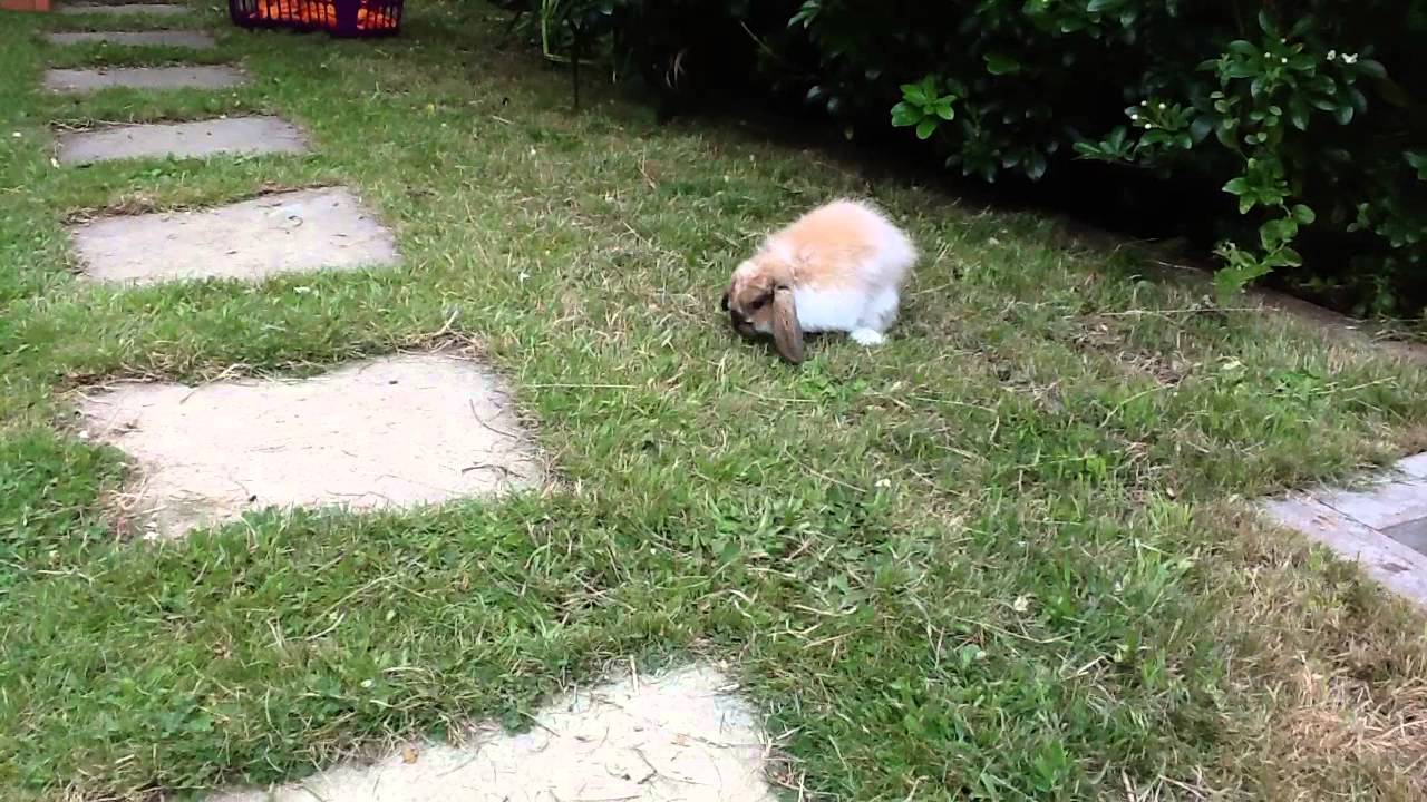 Rabbit vs dog - YouTube