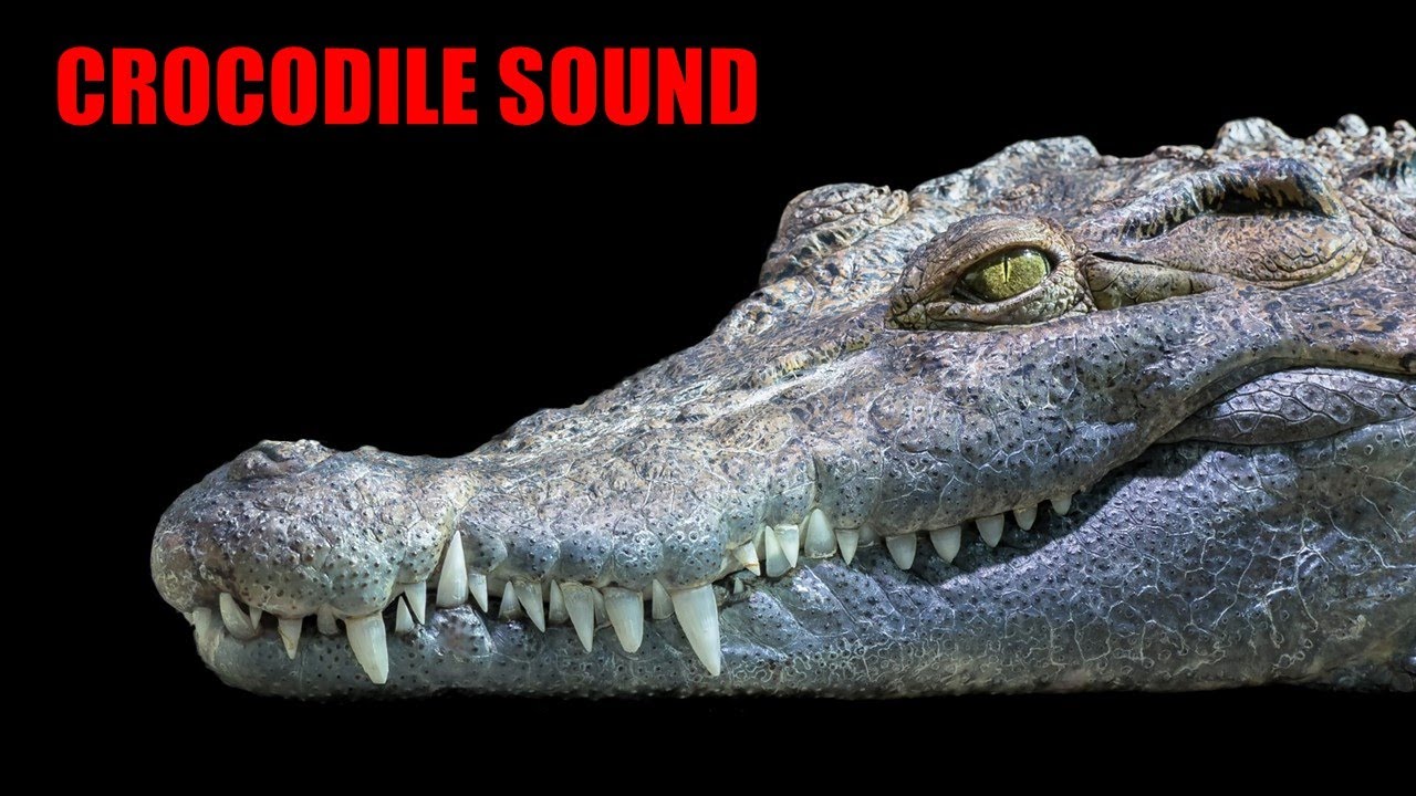 Crocodile Sound Effect - YouTube