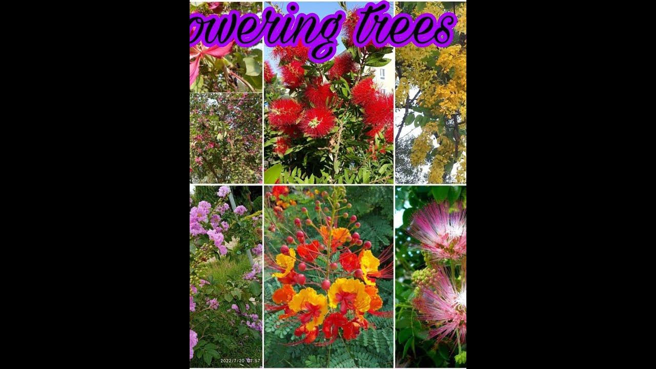 Top 10 Flowering trees in India - YouTube