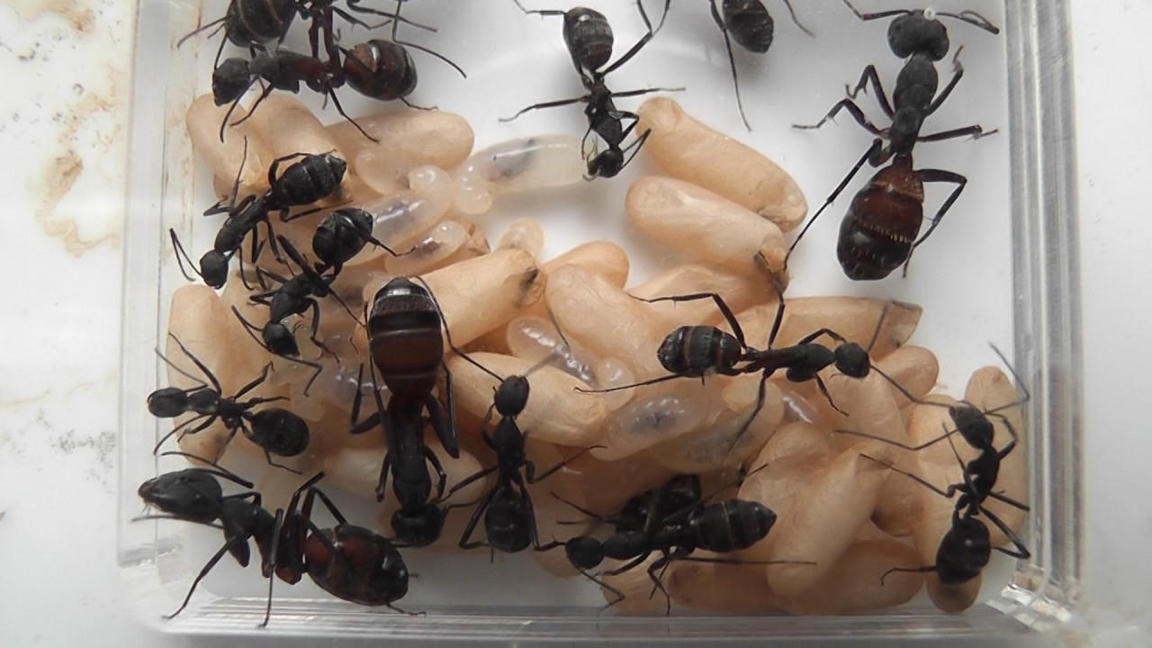 Ant Brood - YouTube