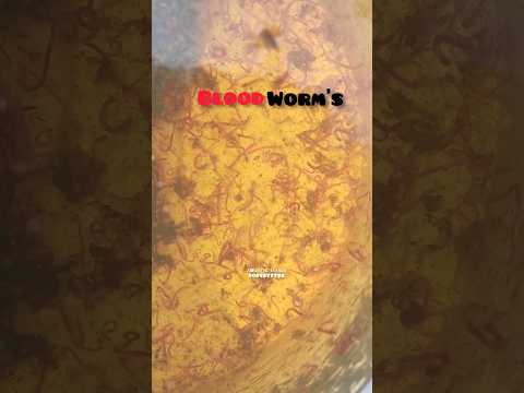 600 രൂപേടെ പുഴു..... 😌Blood worms  #guppyvalarthalmalayalam #guppyfishfarming #guppy