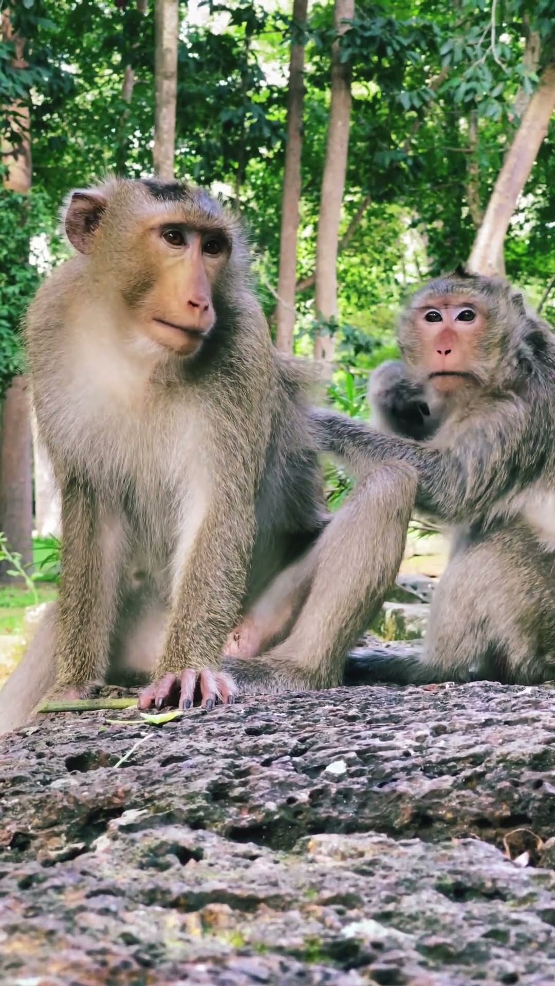 Monkey styles ! - YouTube