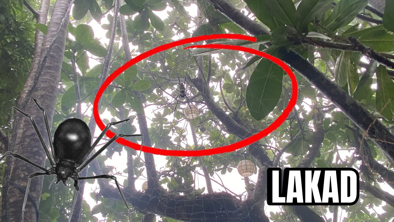 Gagamba sa Tagaytay - YouTube