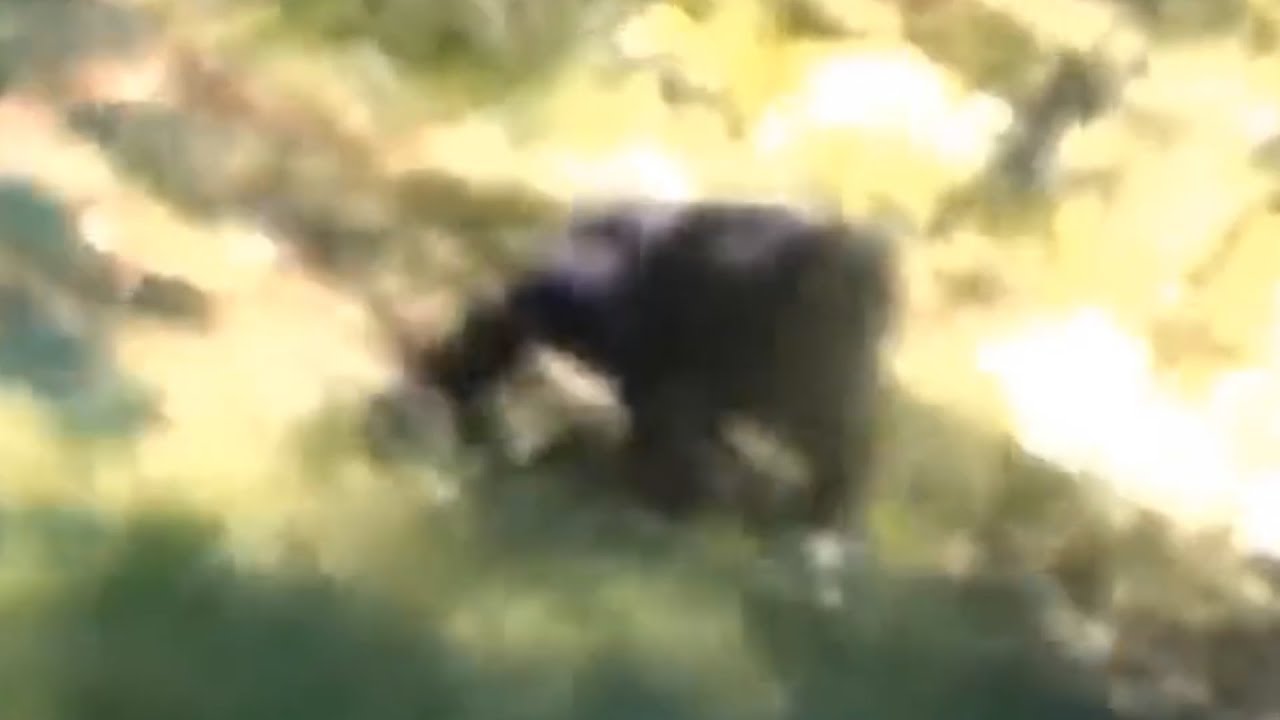 Hiker chased by young Bigfoot. Breakdown. - YouTube