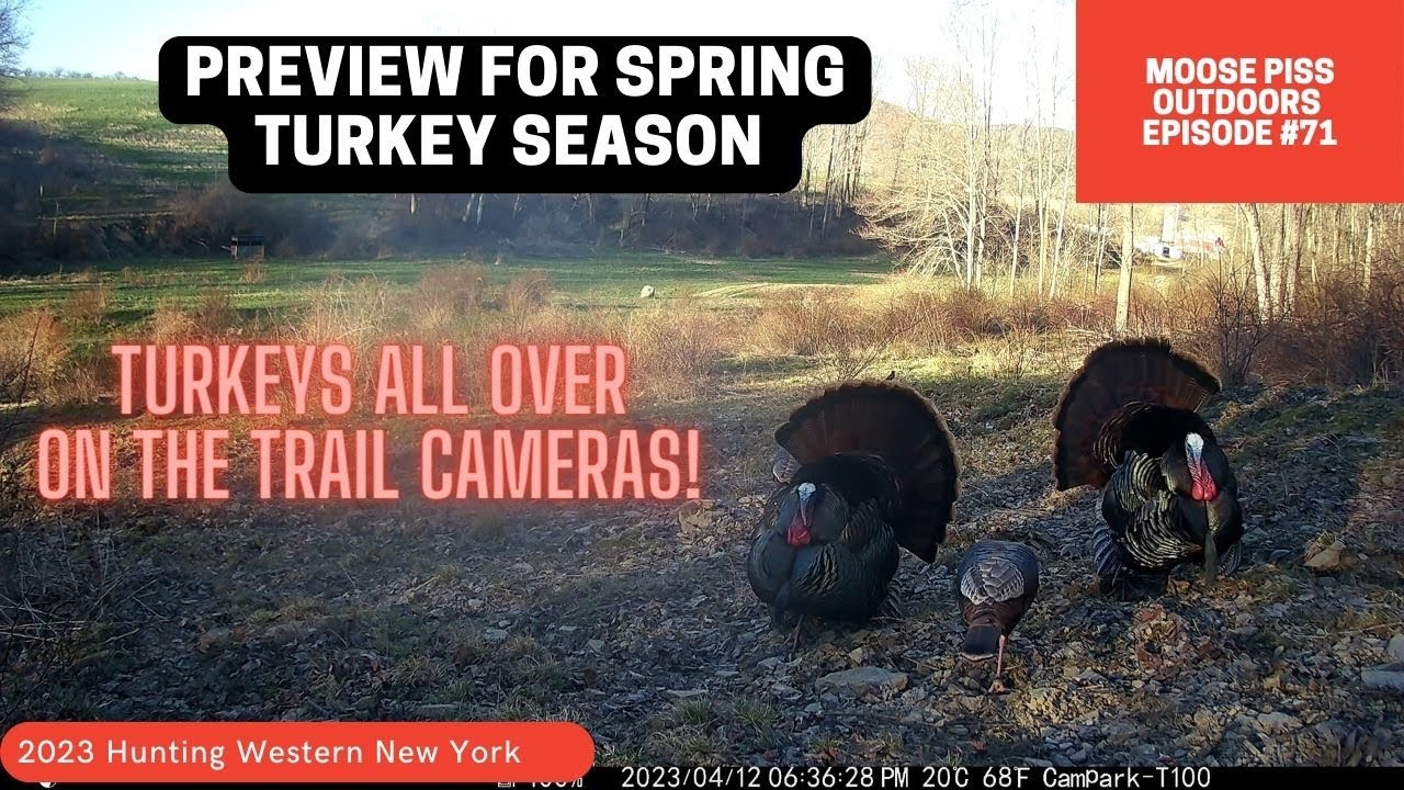 Western New York Spring Turkey Season Preview - Birds All Over! - YouTube