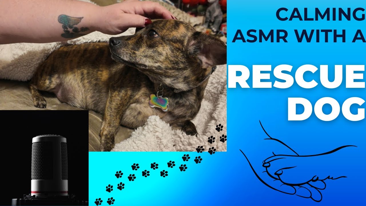 Dog ASMR: Rescue Dog Storytime #asmr - YouTube
