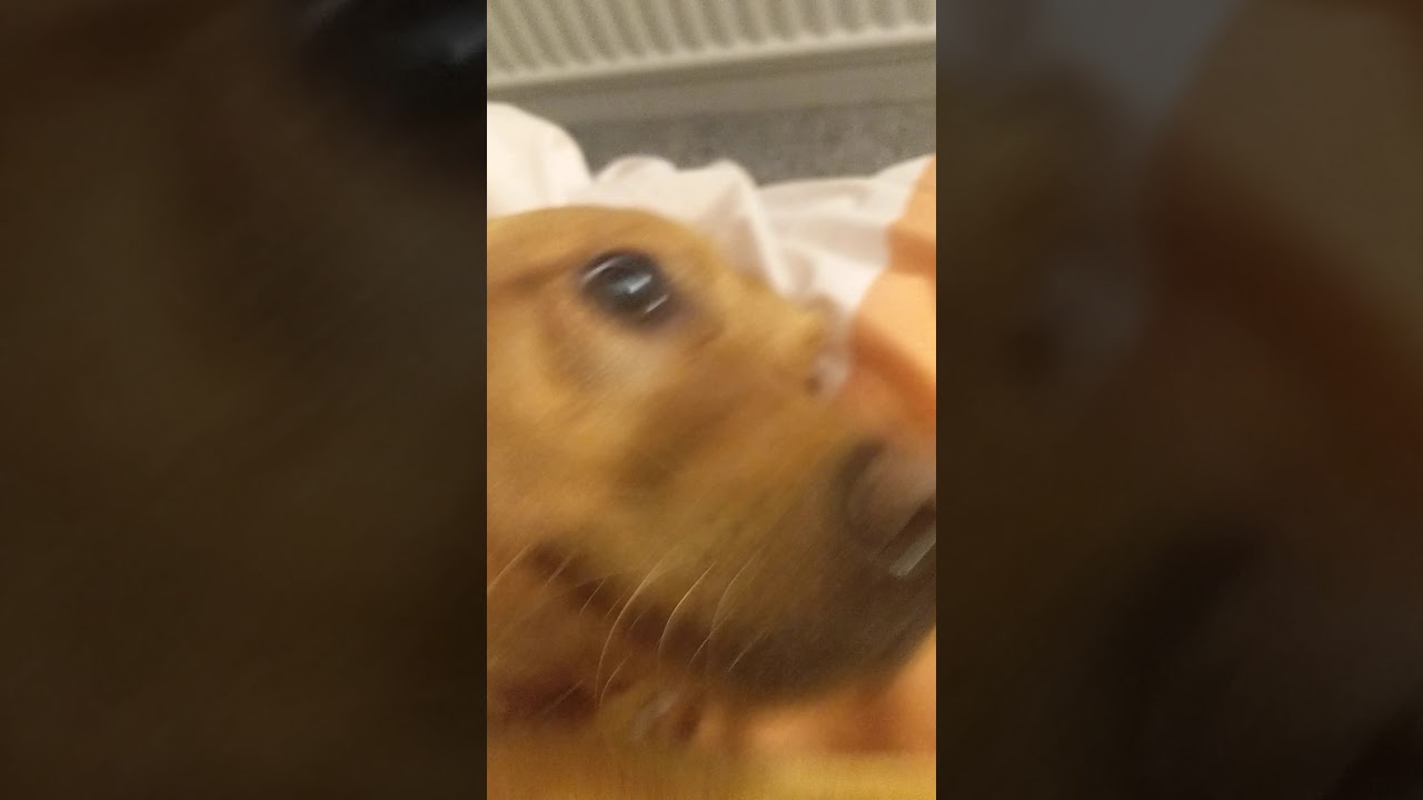 Sandy - Labrador Retriever 23.02.20 Suspected Canine Paroxysmal ...