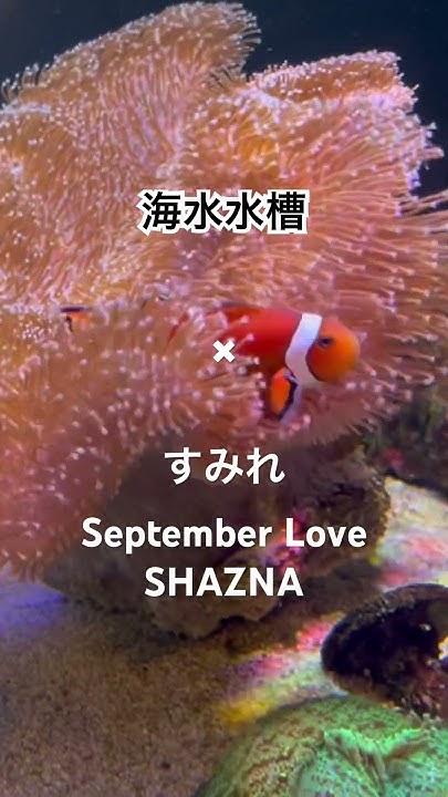 海水水槽の束の間 #すみれ_September_Love / #SHAZNA #シャズナ #IZAM #一風堂 #セプテンバー #1982 #1997 - YouTube