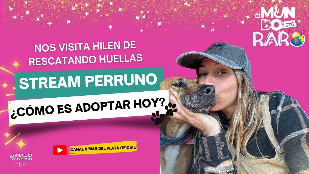 MR | STREAM PERRUNO 🐾 Todo sobre la adopción de animales 😊 - YouTube