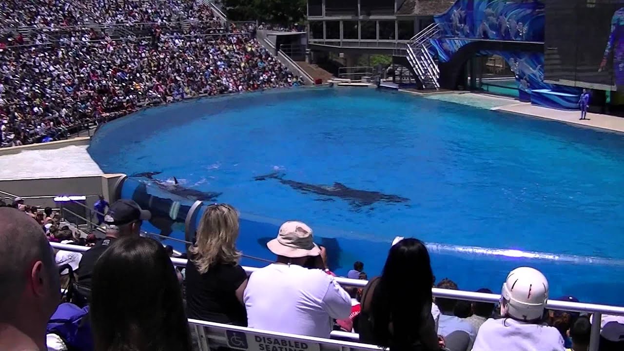 Sea World Shamu Show (One Ocean) - YouTube