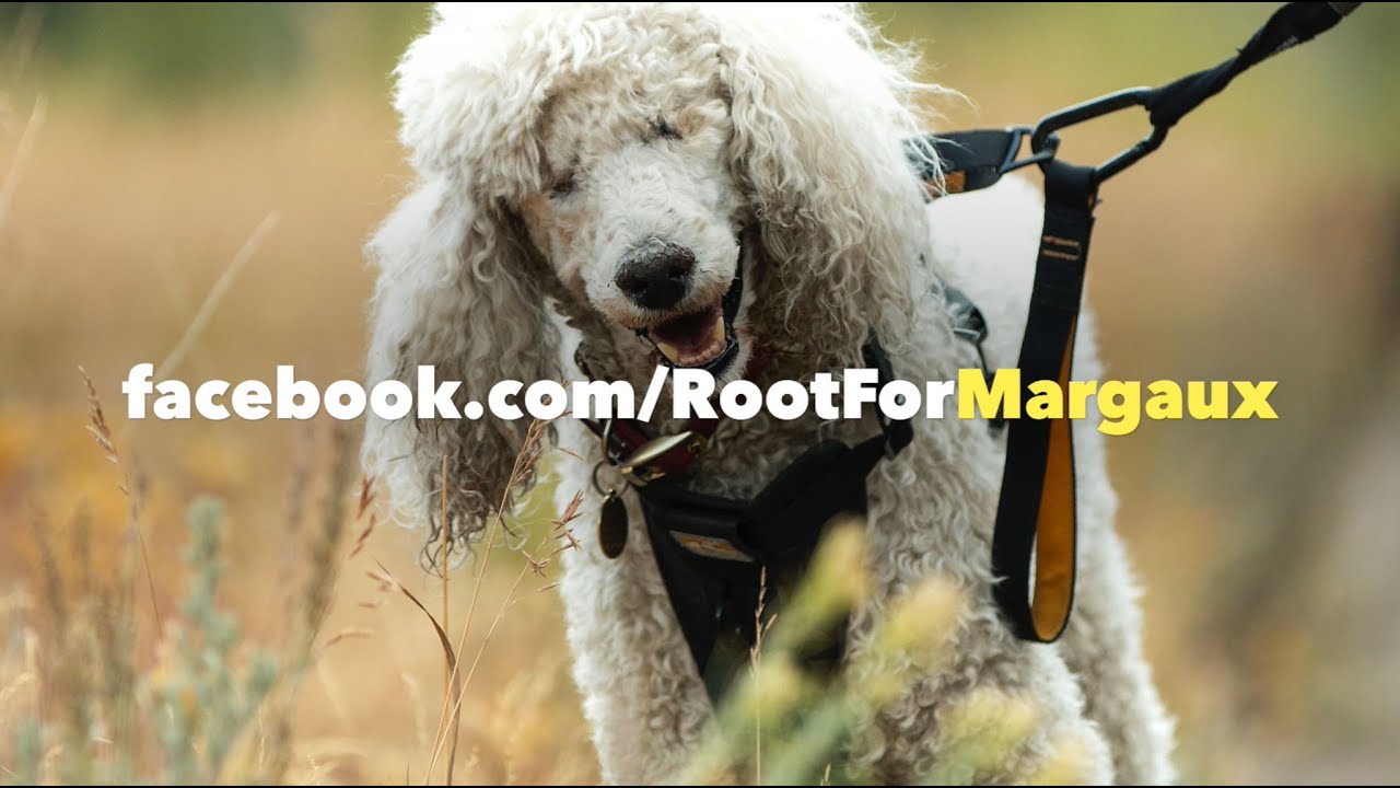 Root For Margaux! The Awesome & Amazing Blind and Deaf Poodle is ...