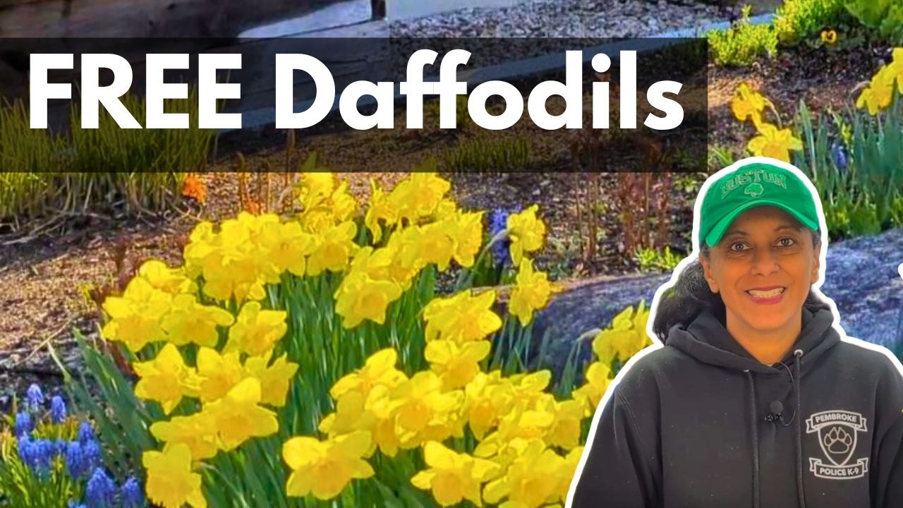 How to Divide and Move Daffodils in Fall - YouTube
