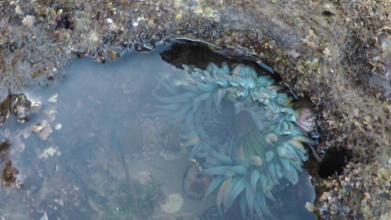 Amazing Tidal Pool 4K Video! Under The Sea! GoPro Hero 5 Camera - YouTube