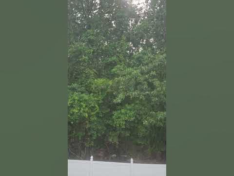 gee I'm a tree - YouTube