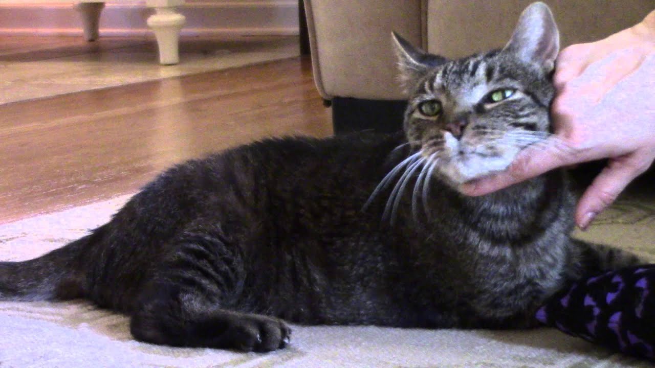 Buddy - Grey Tabby - YouTube