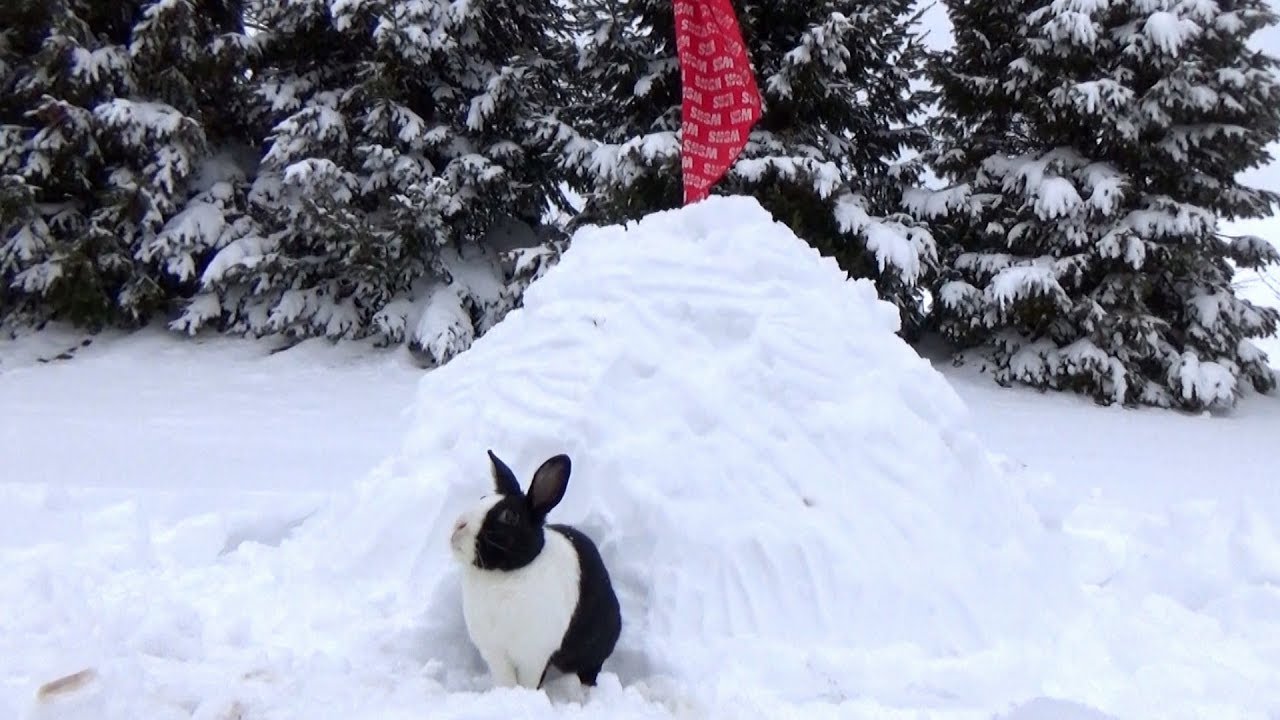 Rabbit finally goes outside in the snow! Part 2! - YouTube