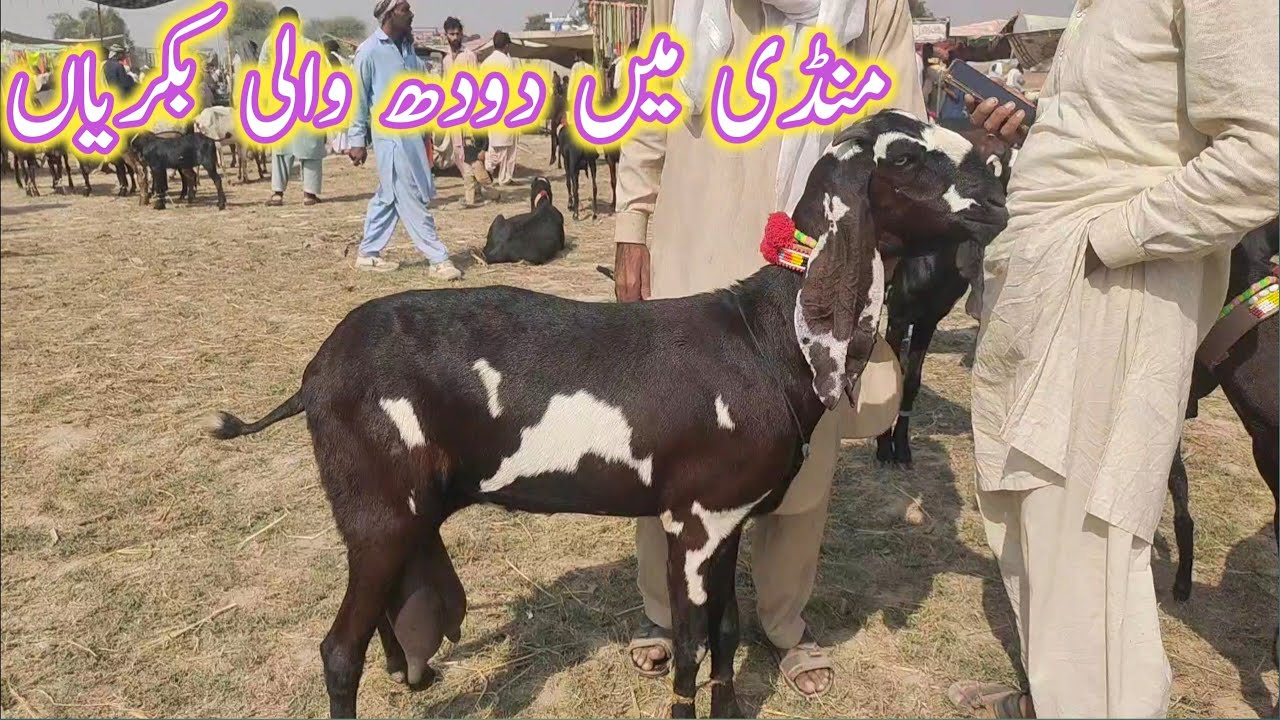 TOP CLASS MILKING GOAT IN SAHIWAL MANDI|| WAHLA FARM - YouTube