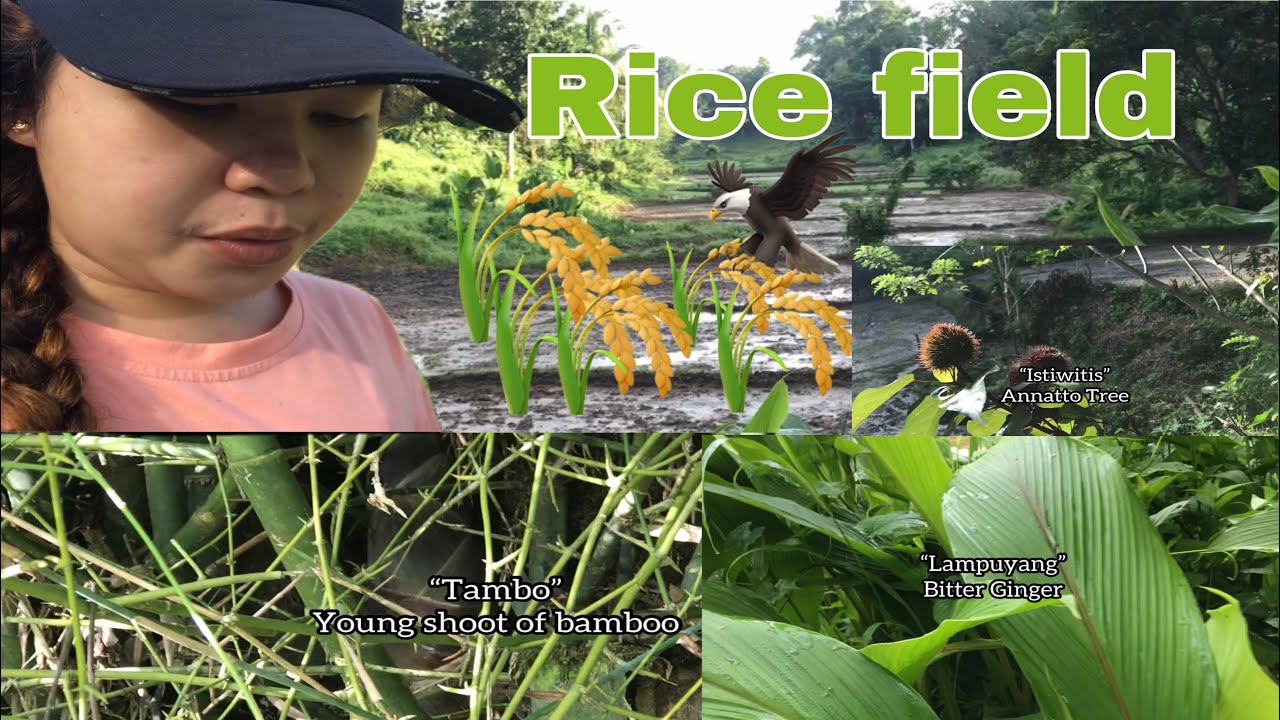 Checking the Planting Rice of my Sister | Doing Walking Exercise Too # ...