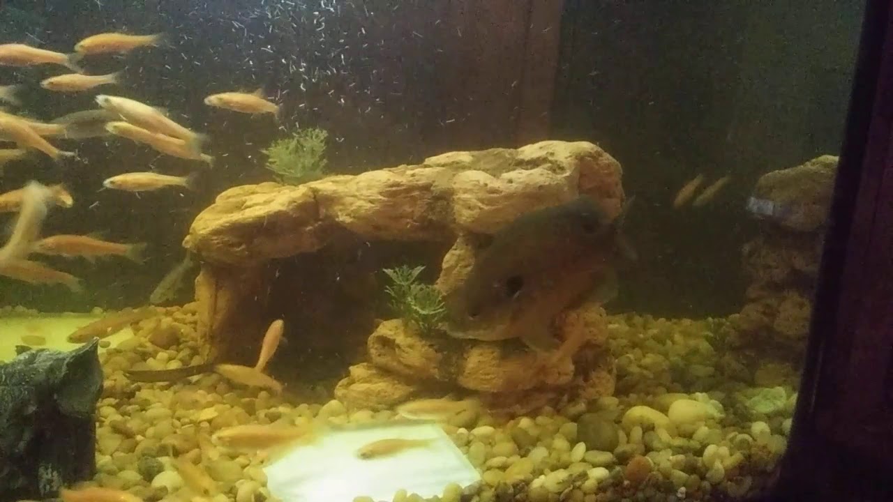 Live feeding y'all - YouTube