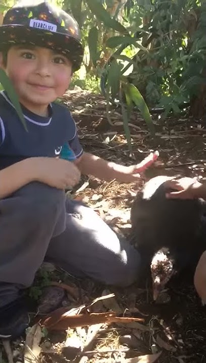 El Pavo más inteligente del mundo!!! - YouTube