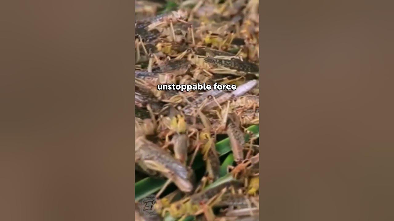 Locusts - YouTube