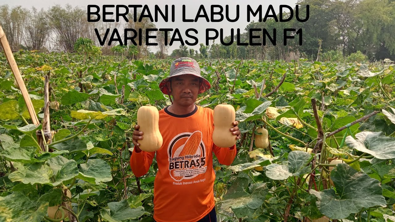 LABU PULEN F1. NGOBROL DENGAN PETANI LABU MADU - YouTube