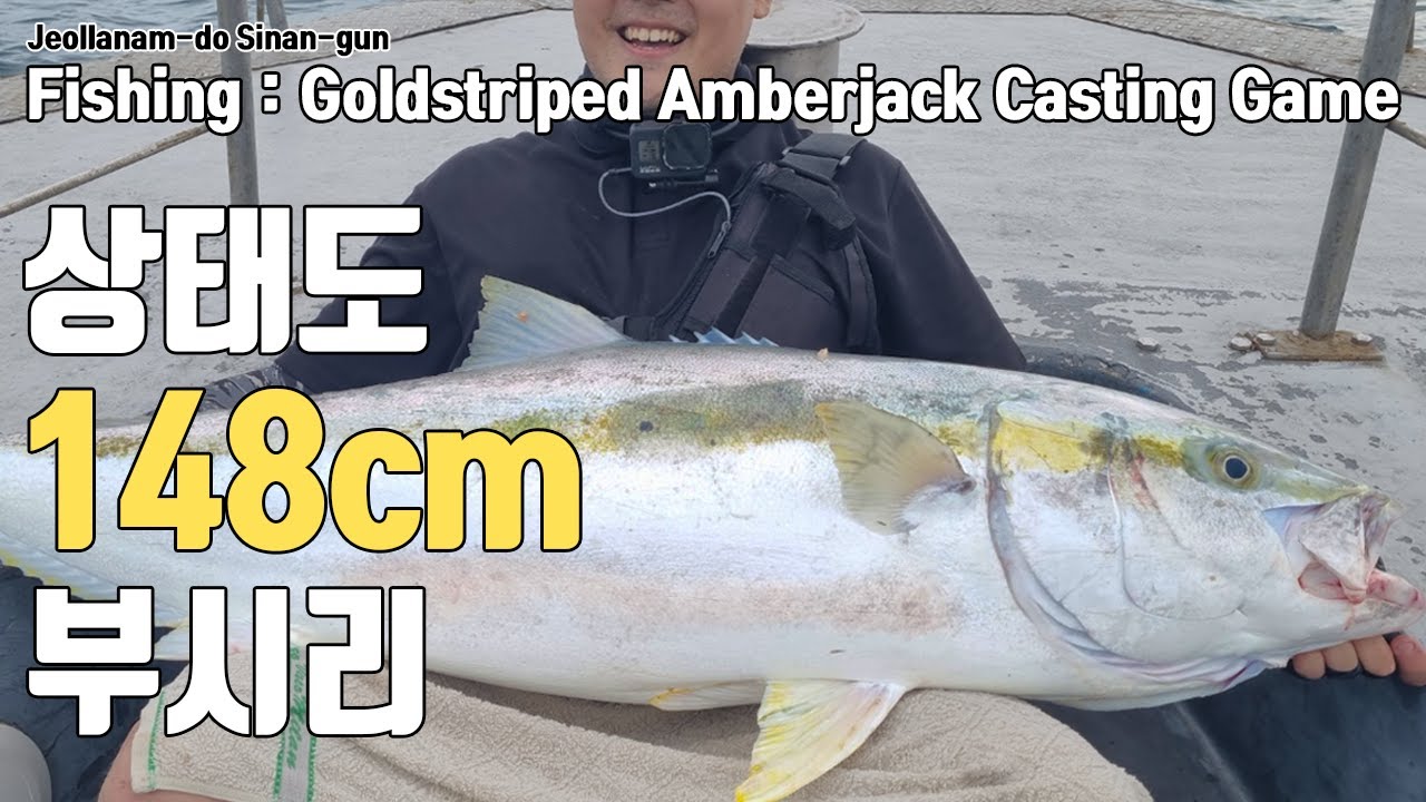 기록갱신 148cm 부시리 - Goldstriped Amberjack Casting Game - 빅게임 캐스팅 게임 - YouTube