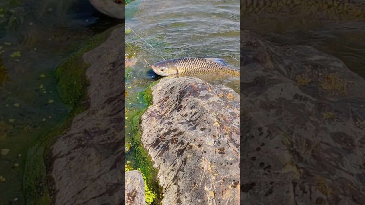 Big amazing mircal fish caught by hook fishing |fishing video |fish ...
