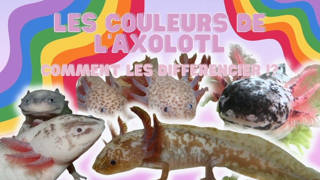 Axo News #6 LES COULEURS DE L'AXOLOTL ; Comment les différencier ...