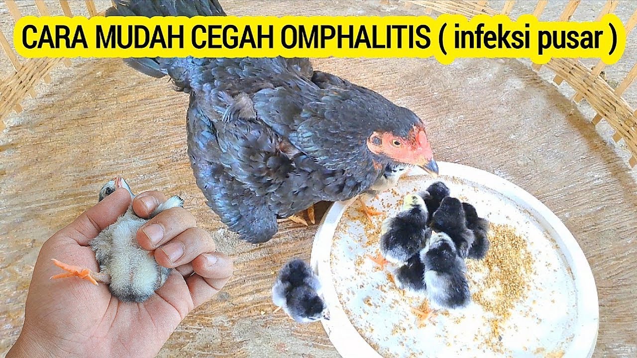 Penanganan DOC (anak ayam) Untuk Menghindari Omphalitis (infeksi pusar ...