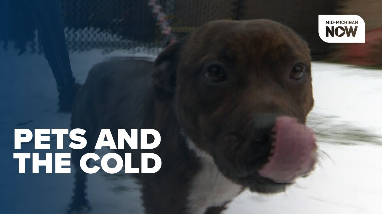 "If it's too cold for you, it's too cold for them" animal control gives ...