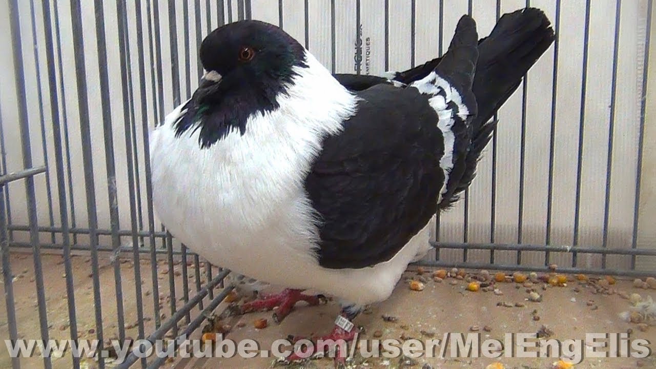 Pigeon Strasser de Moravie Noir Barré Blanc - حمامة ستراسر مورافيا ...