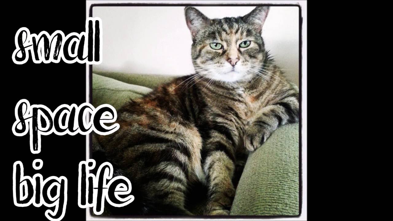 SMALL SPACE BIG LIFE: It's the Best Intro Ever! (This week.) - YouTube