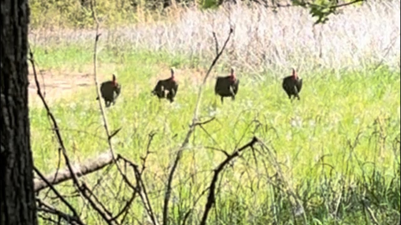 Rare red phase eastern turkey hunt 2024 - YouTube