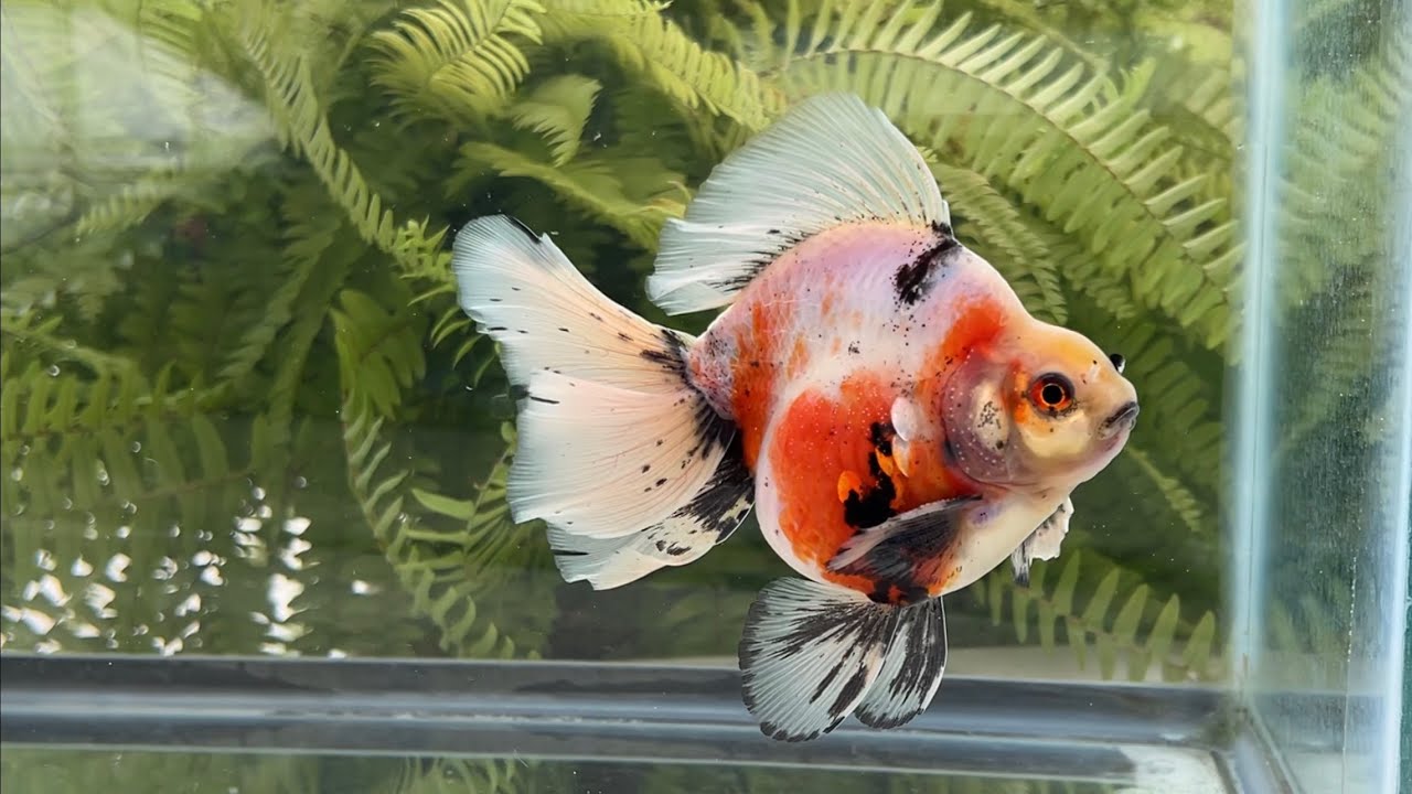 11882 male tri-color broadtail Ryukin - YouTube