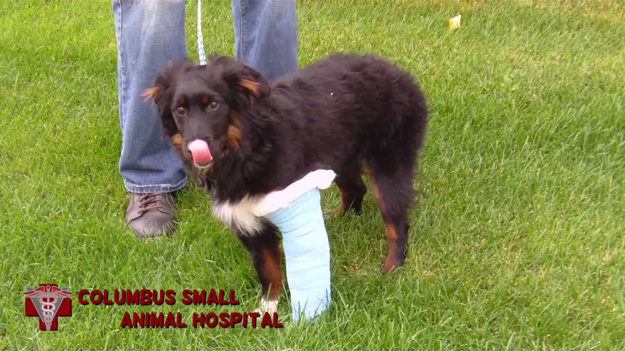 Bear has a transverse radius and ulna fracture - YouTube