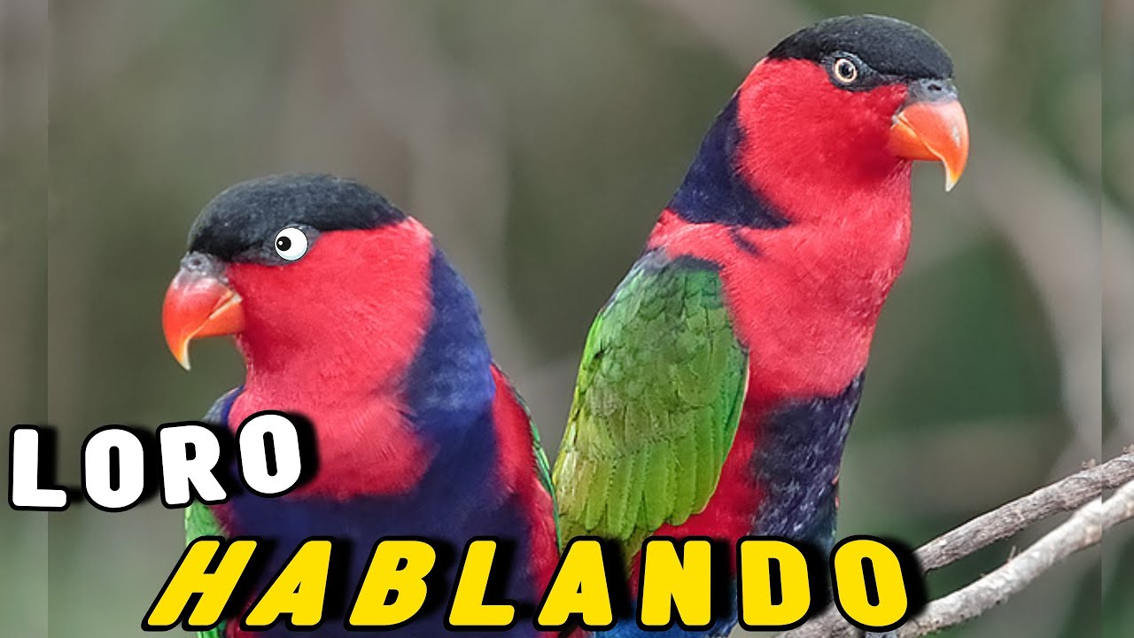 El LORO mas BONITO HABLANDO!! Lory Tricolor Divertido e Imitando ...